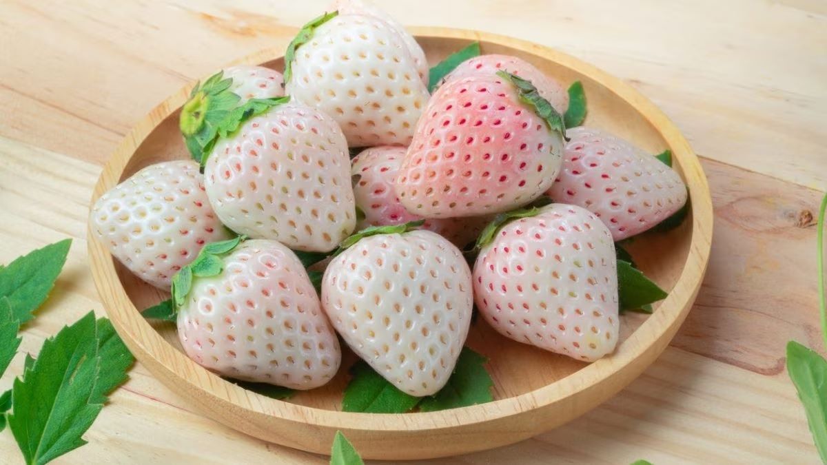 La fragola bianca: un sapore 'dell'altro mondo' - Il Giornale del Salento