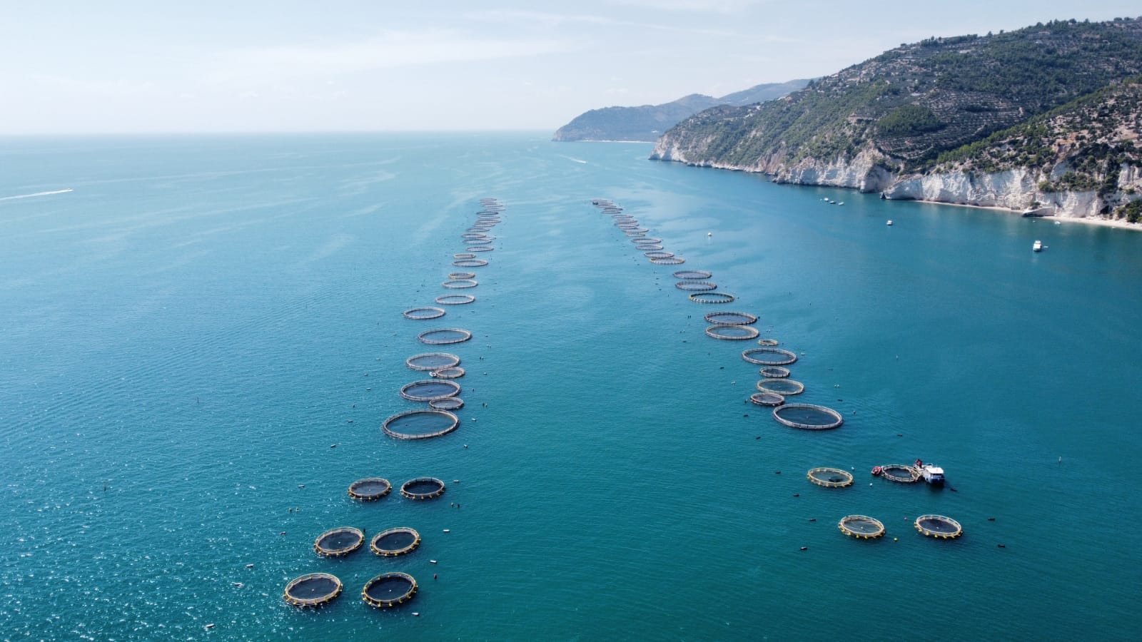 Venerdì 28 giugno a Lecce evento finale del progetto fish RISE su ...